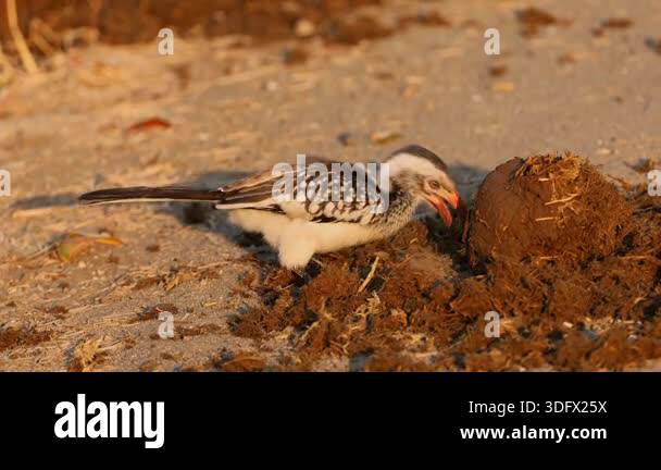 A red-billed hornbill (Tockus erythrorhynchus) foraging in elephant ...