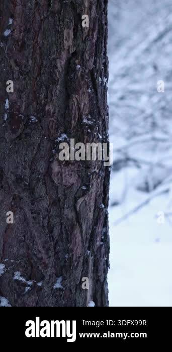 Tree trunk on a background of a snowy forest. Winter. Tree and falling ...