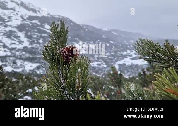 Cones on branches of coniferous evergreen plants in the middle of a ...