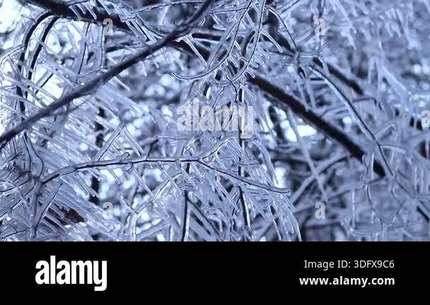 Ice on tree branches close-up. Frozen forest. Winter. Branches of a ...