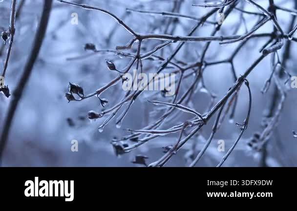 Ice on tree branches close-up. Frozen forest. Winter. Branches of a ...