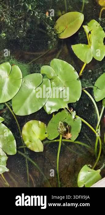 Frog sits on a leaf of a river lily. Small frog on a water lily in the ...