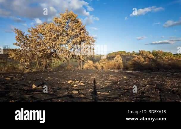 Clouds move over a burnt landscape of scorched trees and ashen soil at ...