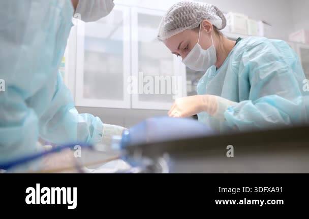 Veterinarians operating on a small cat in an operating room at a ...