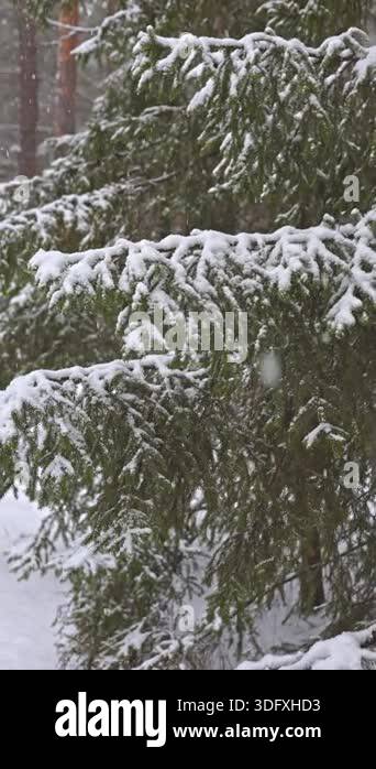 Dense Snow Covered Forest Canopy With Layered Branches, Heavy Powder On ...