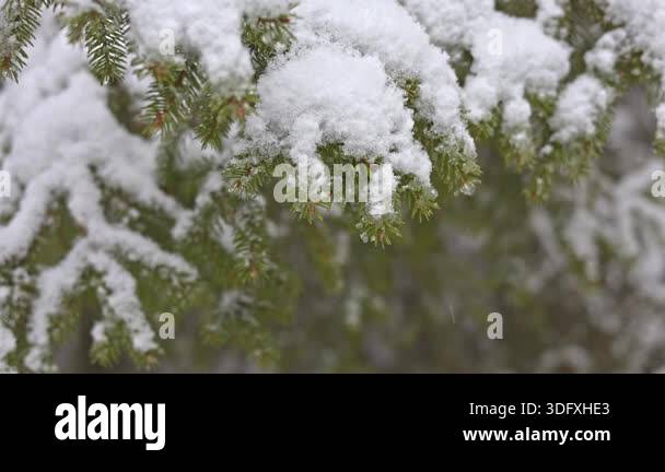 Delicate Frosted Needles Under Fresh Snow, Crystalline Flakes Cling To ...