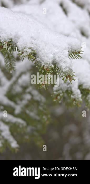 Delicate Frosted Needles Under Fresh Snow, Crystalline Flakes Cling To ...
