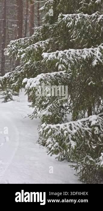 Snowy Forest Path Lined With Spruce, Faint Tracks Through Powder, Tall ...