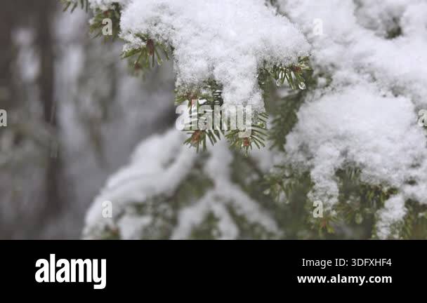 Delicate Frosted Needles Under Fresh Snow, Crystalline Flakes Cling To ...