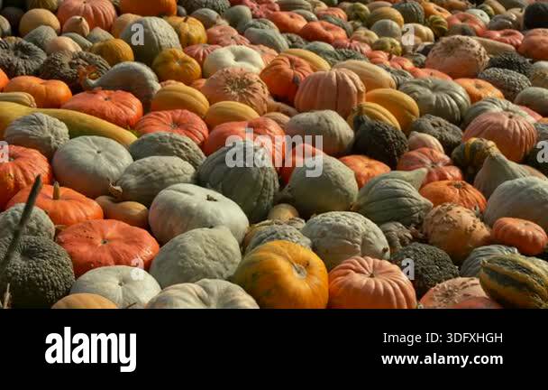 A large collection of colorful pumpkins and squash of various shapes ...