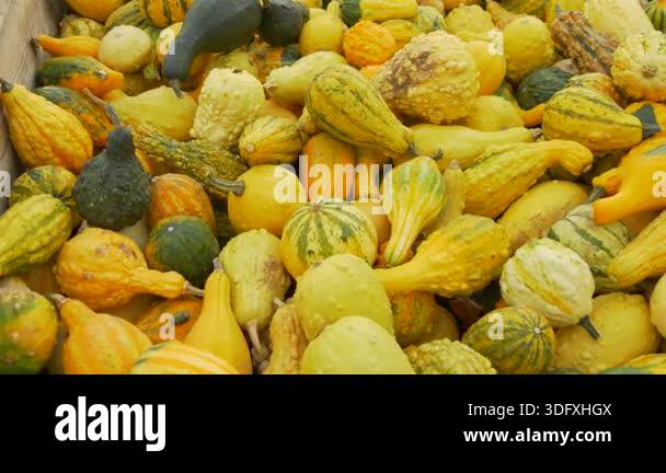 Close-up of a vibrant mix of decorative gourds in yellow, orange, and ...