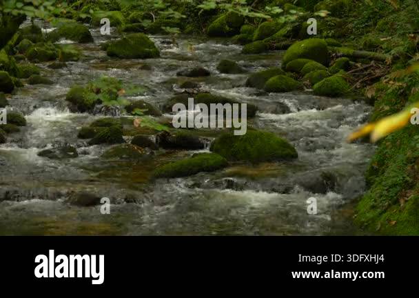 A mountain like stream moves rapidly over moss coated rocks beneath ...