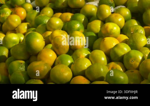 Pile of freshly harvested citrus fruits with mixed shades of green and ...