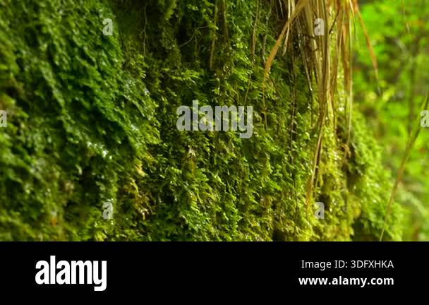 Soft textured green moss background perfect for eco design, nature ...