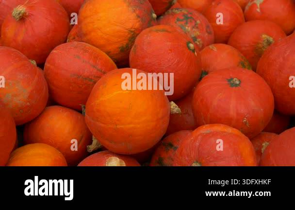 A pile of fresh red Hokkaido pumpkins with natural texture and vibrant ...