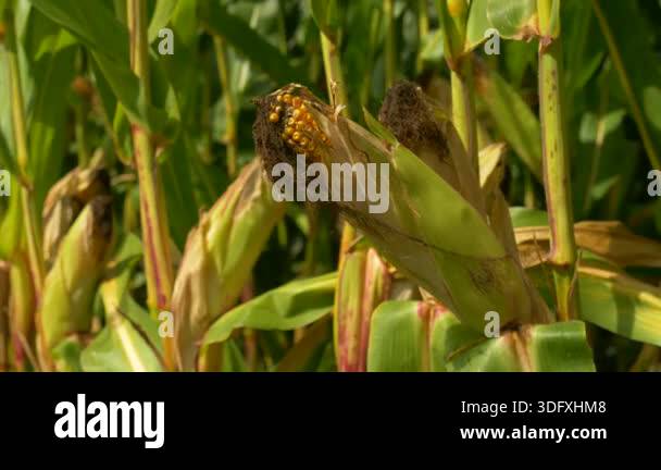 Close up of ripening maize cob in a summer cornfield. Fresh corn plant ...