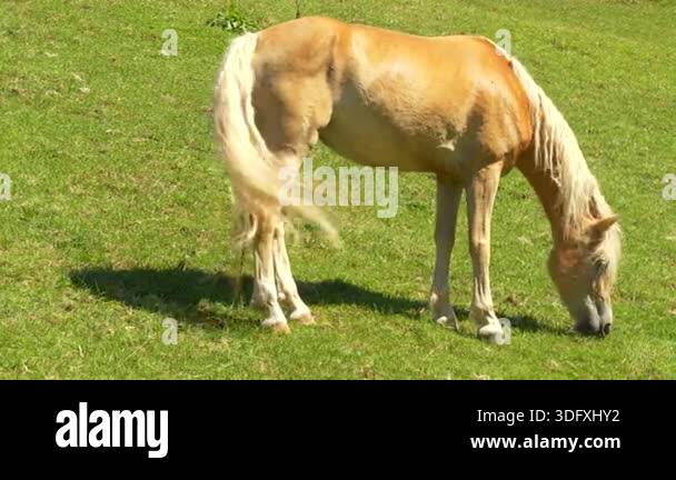 Beautiful horse with light mane grazing on green pasture in summer ...