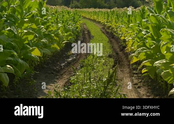 A scenic view of a field path running through a cultivated tobacco ...