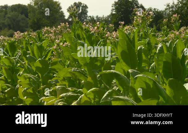 A lush field of tobacco plants with large green leaves and pink flowers ...