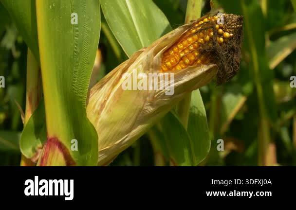 Close up of ripening maize cob in a summer cornfield. Fresh corn plant ...
