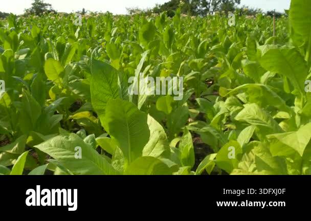 Tobacco plants growing in neat rows across a sunlit field. The image ...