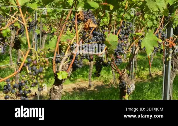 Fresh ripe grapes hanging on vine in a sunny vineyard Natural food ...