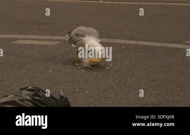 Urban seagull picking up food crumbs from asphalt near a plastic ...
