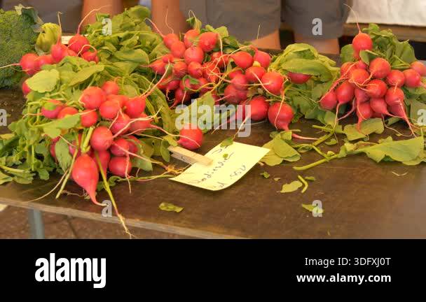 Close-up of freshly harvested radishes tied in bunches and arranged on ...