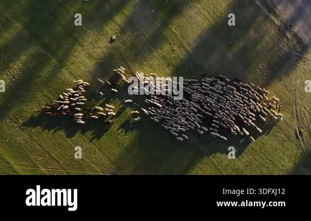 Peaceful journey of sheep by the river in 4K Stock Video Footage - Alamy