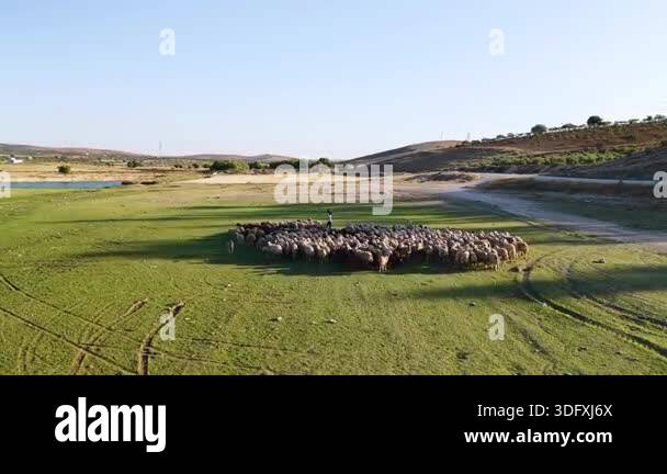 Drone view of green pasture and animals in motion Stock Video Footage ...