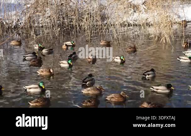 Ducks swim calmly across a winter pond on a bright sunny day. Clear ...