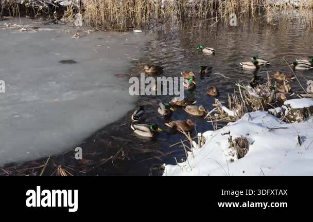Ducks swim calmly across a winter pond on a bright sunny day. Clear ...