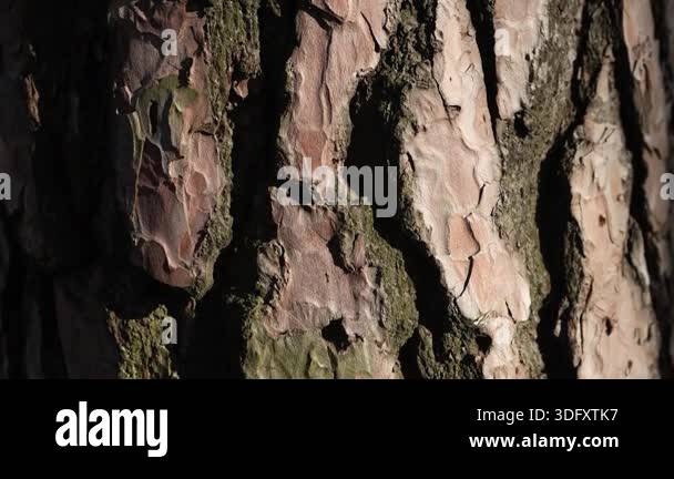 Close up of coniferous tree bark texture. Rough natural patterns ...