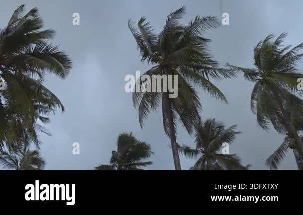Seaside landscape during natural disaster hurricane. Strong cyclone ...