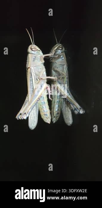 One lone grasshopper perched on a sleek surface in the darkness, gazing ...