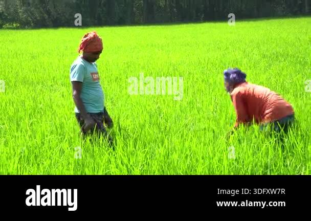 SRINAGAR, JAMMU AND KASHMIR, INDIA, July 15, 2024 : Labour working in ...
