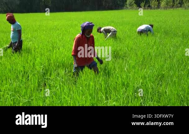 Female farm labourer working Stock Videos & Footage - HD and 4K Video ...