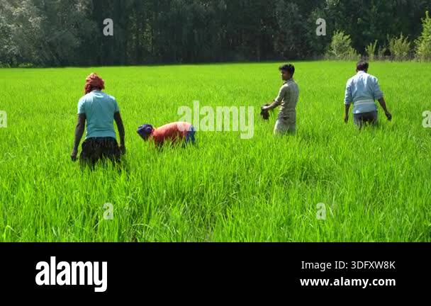 SRINAGAR, JAMMU AND KASHMIR, INDIA, July 15, 2024 : Labour working in ...
