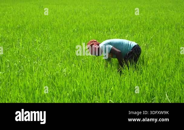 SRINAGAR, JAMMU AND KASHMIR, INDIA, July 15, 2024 : Labour working in ...
