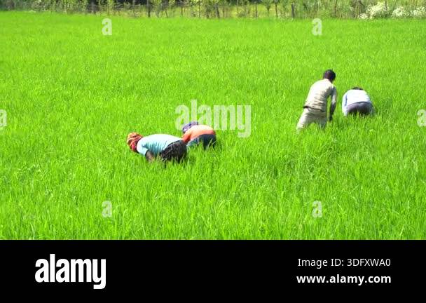 SRINAGAR, JAMMU AND KASHMIR, INDIA, July 15, 2024 : Labour working in ...
