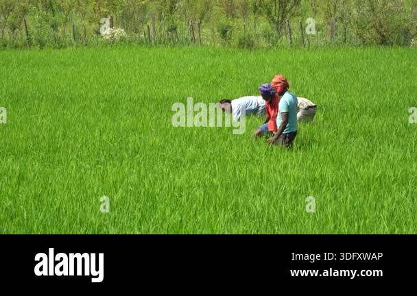 SRINAGAR, JAMMU AND KASHMIR, INDIA, July 15, 2024 : Labour working in ...