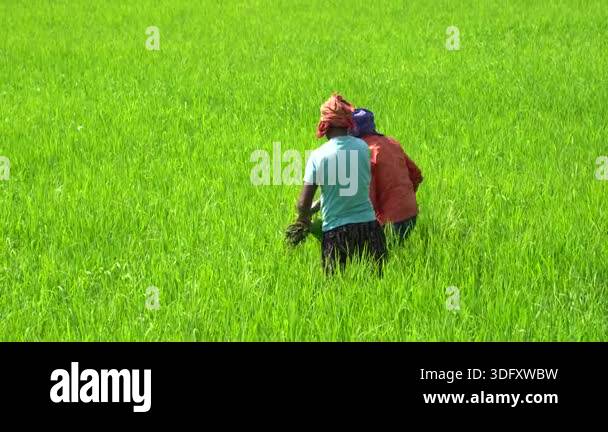 SRINAGAR, JAMMU AND KASHMIR, INDIA, July 15, 2024 : Labour working in ...