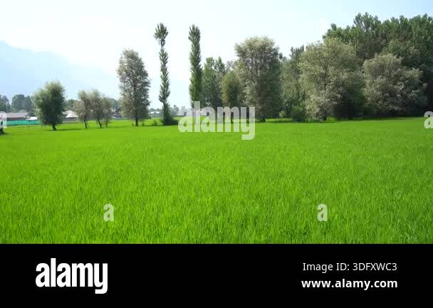 SRINAGAR, JAMMU AND KASHMIR, INDIA, July 15, 2024 : Labour working in ...