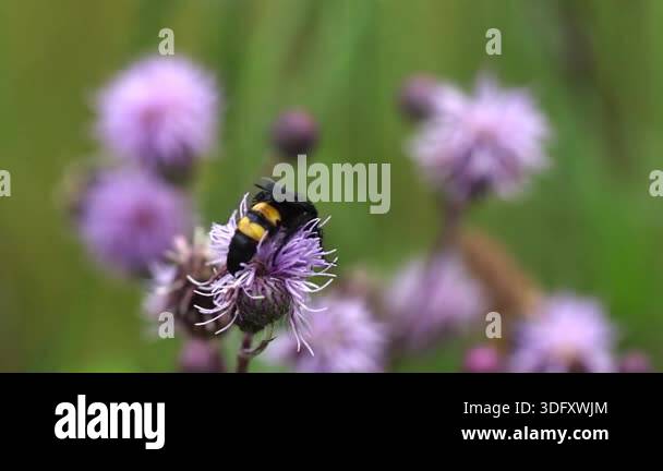 Slow motion footage of mammoth wasp scolia hirta on thistle flower ...