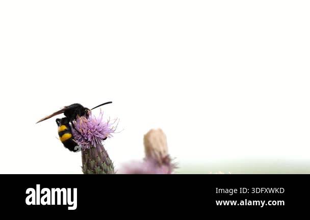 Slow motion footage of mammoth wasp scolia hirta on thistle flower ...