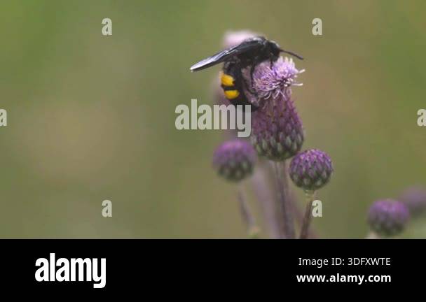 Slow motion footage of mammoth wasp scolia hirta on thistle flower ...