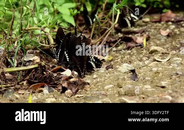 Papilio polytes puddling on wet soil in india. A natural eye-level view ...