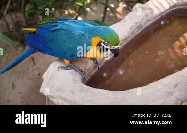 Vibrant Blue and Gold Yellow Macaw Portrait in Lush Tropical Setting ...