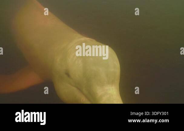 Freshwater river pink dolphin in Rio Negro river close to the city of ...