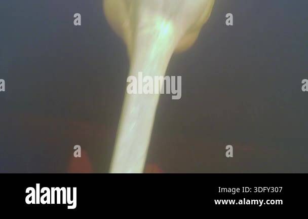 Freshwater river pink dolphin in Rio Negro river close to the city of ...